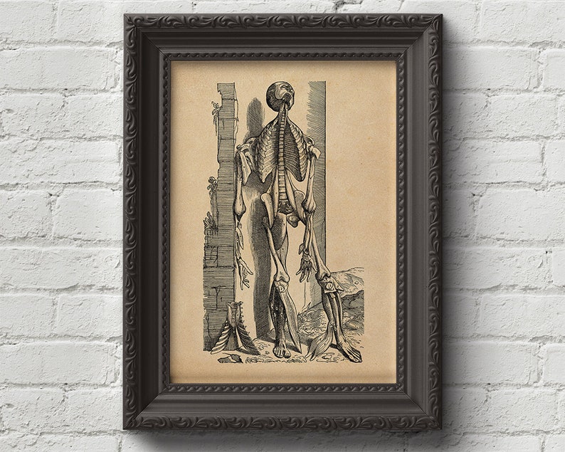 Skinless Man Muscles 08 Andreas Vesalius Art Print - Etsy
