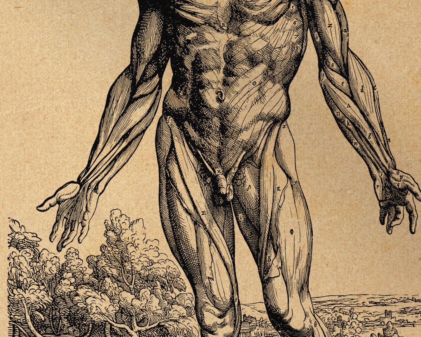 Skinless Man 03 Andreas Vesalius Stretched Canvas Print | Etsy