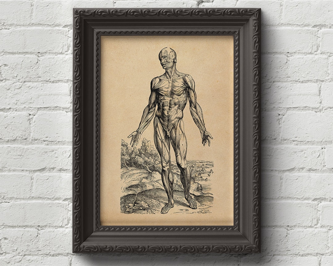 Skinless Man Muscles 03 Andreas Vesalius Art Print - Etsy