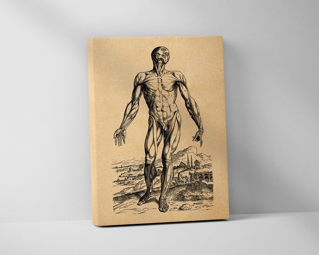 Skinless Man 01 Andreas Vesalius Stretched Canvas Print, Anatomy Art ...