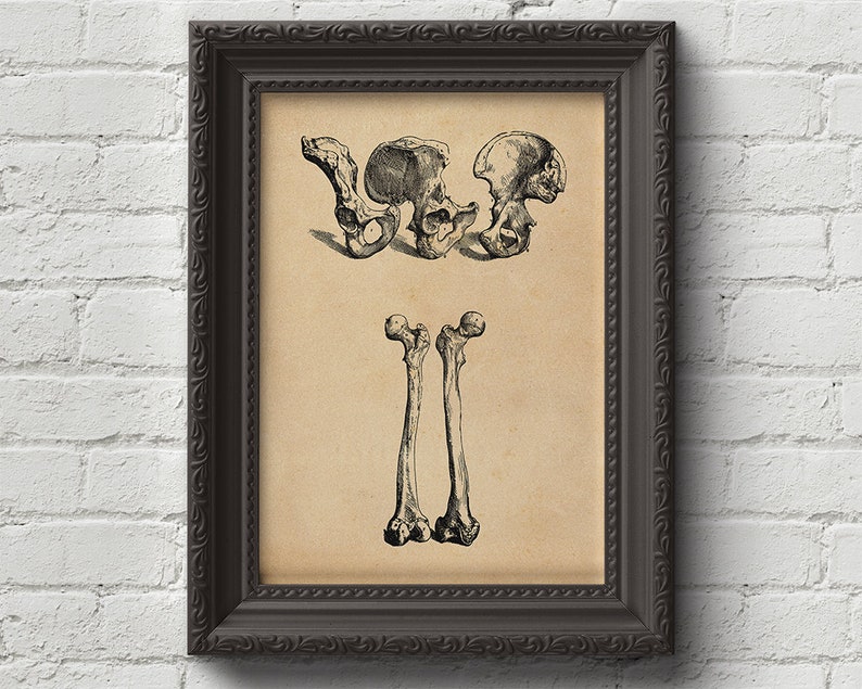 Innominate Bone Femur Andreas Vesalius Art Print Woodcut - Etsy