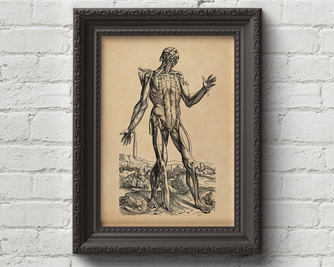 Skinless Man Muscles 05 Andreas Vesalius Art Print - Etsy