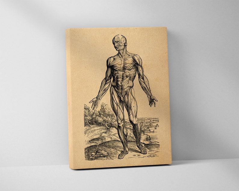 Skinless Man 03 Andreas Vesalius Stretched Canvas Print - Etsy