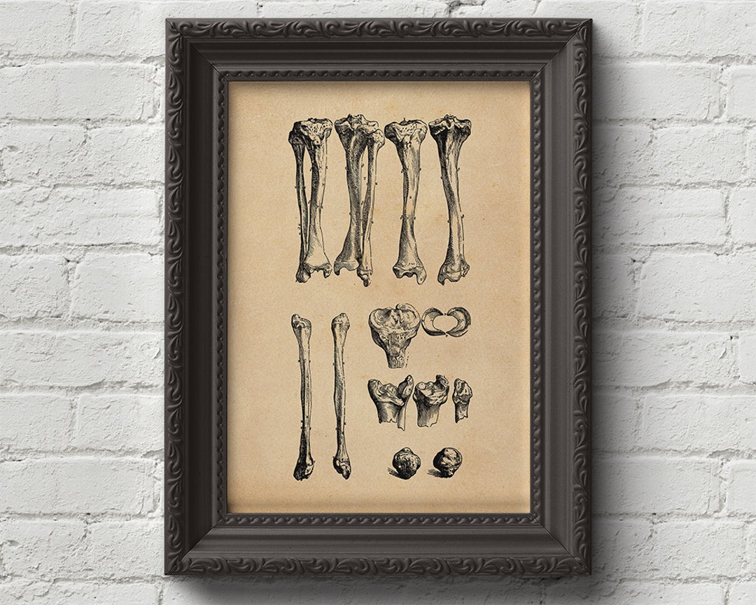 Bones of the Leg Andreas Vesalius Art Print Woodcut - Etsy