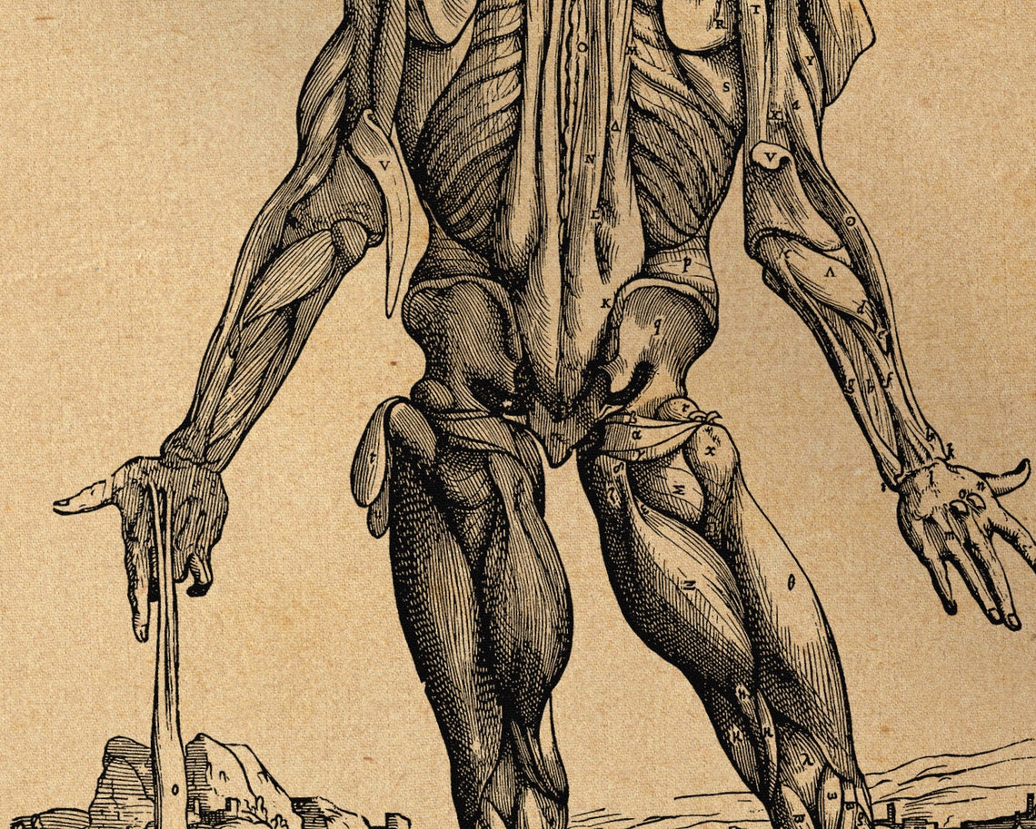 Skinless Man 12 Andreas Vesalius Stretched Canvas Print | Etsy