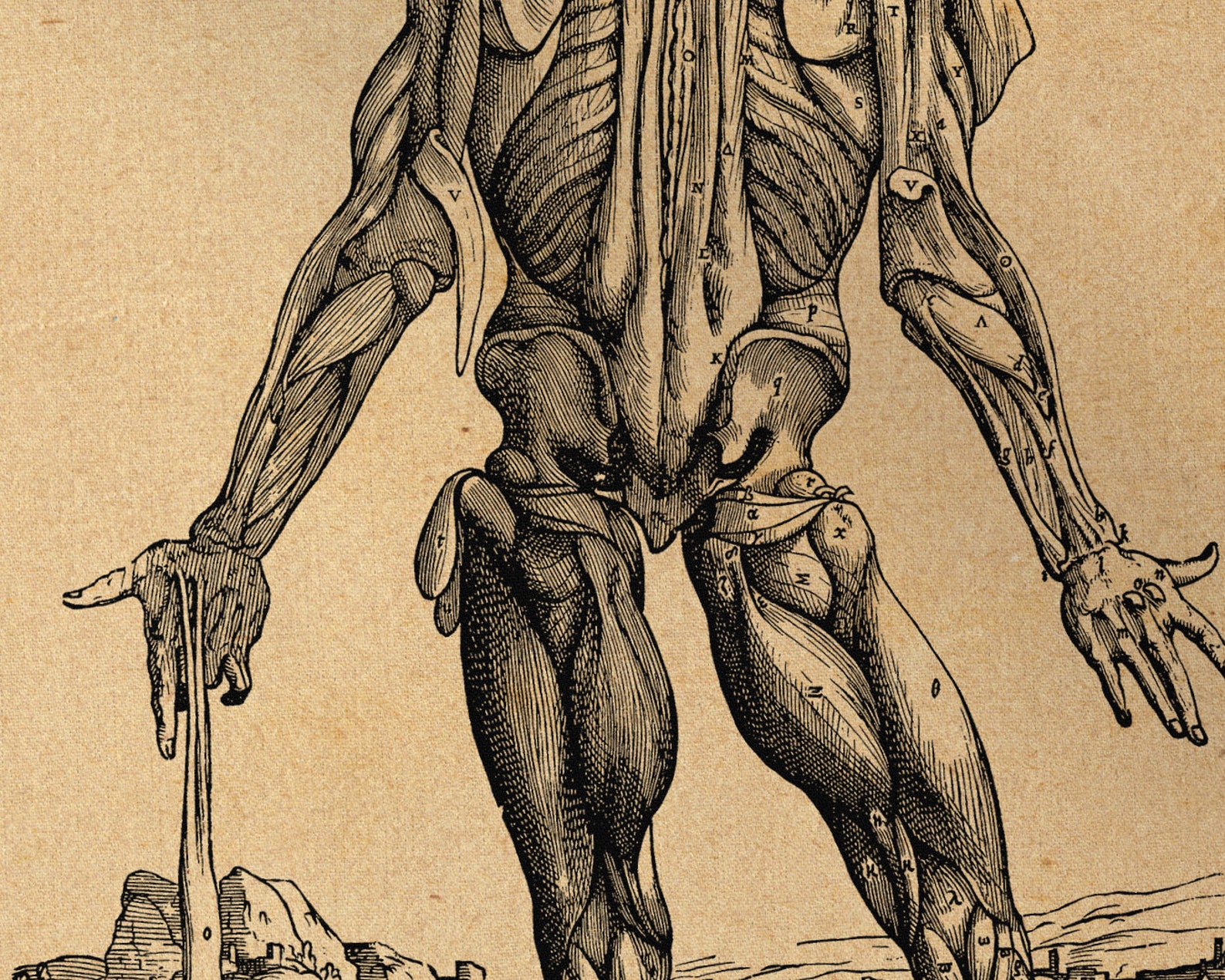 Skinless Man 12 Andreas Vesalius Stretched Canvas Print | Etsy