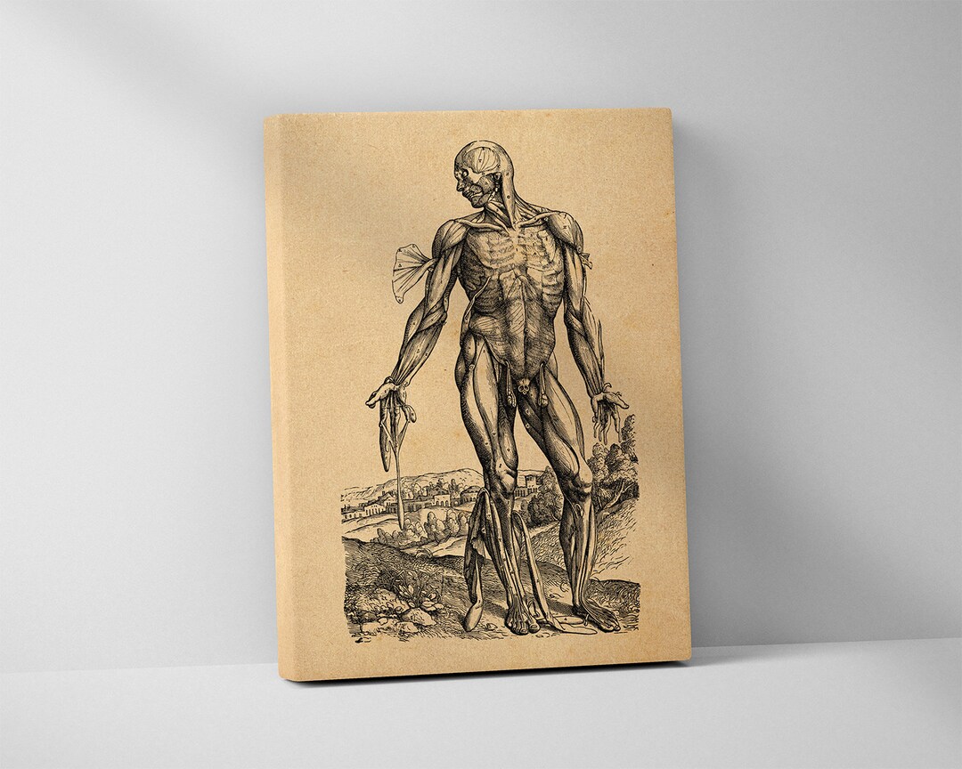 Skinless Man 04 Andreas Vesalius Stretched Canvas Print - Etsy
