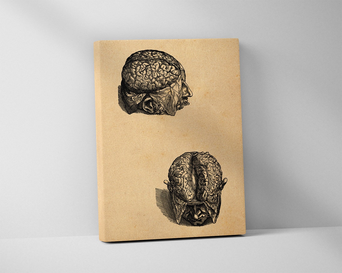 Brain 01 Andreas Vesalius Stretched Canvas Print Anatomy - Etsy