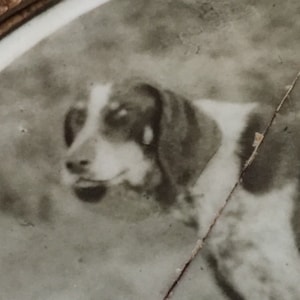 Rare Vtg Antique Dog Portrait BEAGLE-HARRIER on Domed Porcelain French ...