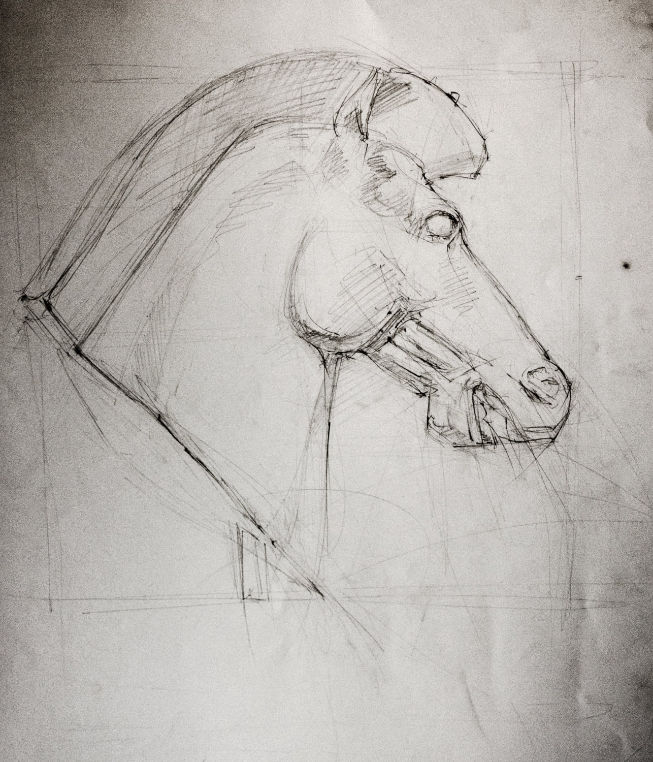 Horse Statue Head 'bucephalus' Charcoal Sketch Study Original Drawing ...