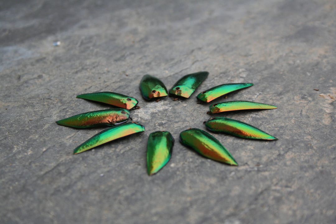 Set of 10 Elytra Beetle Wings for Creations (rare Colors) / Pre-drilled ...