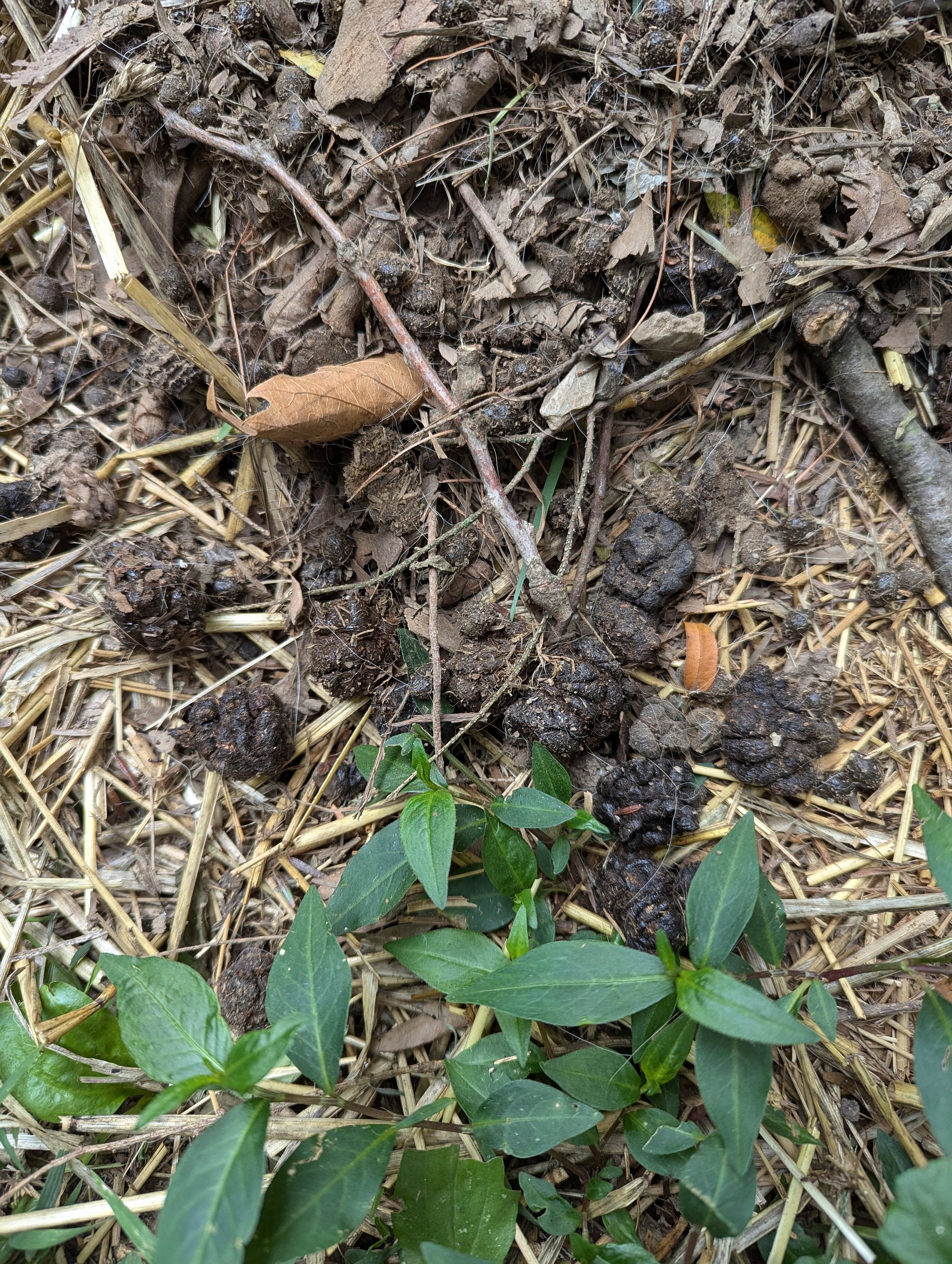 Organic Goat Manure Beans Garden Fertilizer - 1lb Bag - Etsy