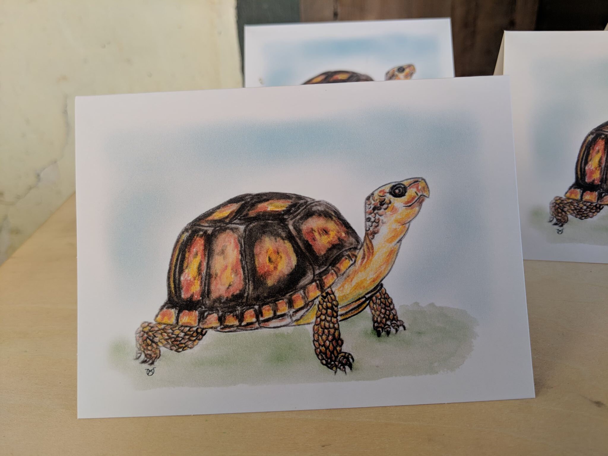 4x5.5 Box Turtle Note Cards. Prints From My Original Artwork Set of 10 ...