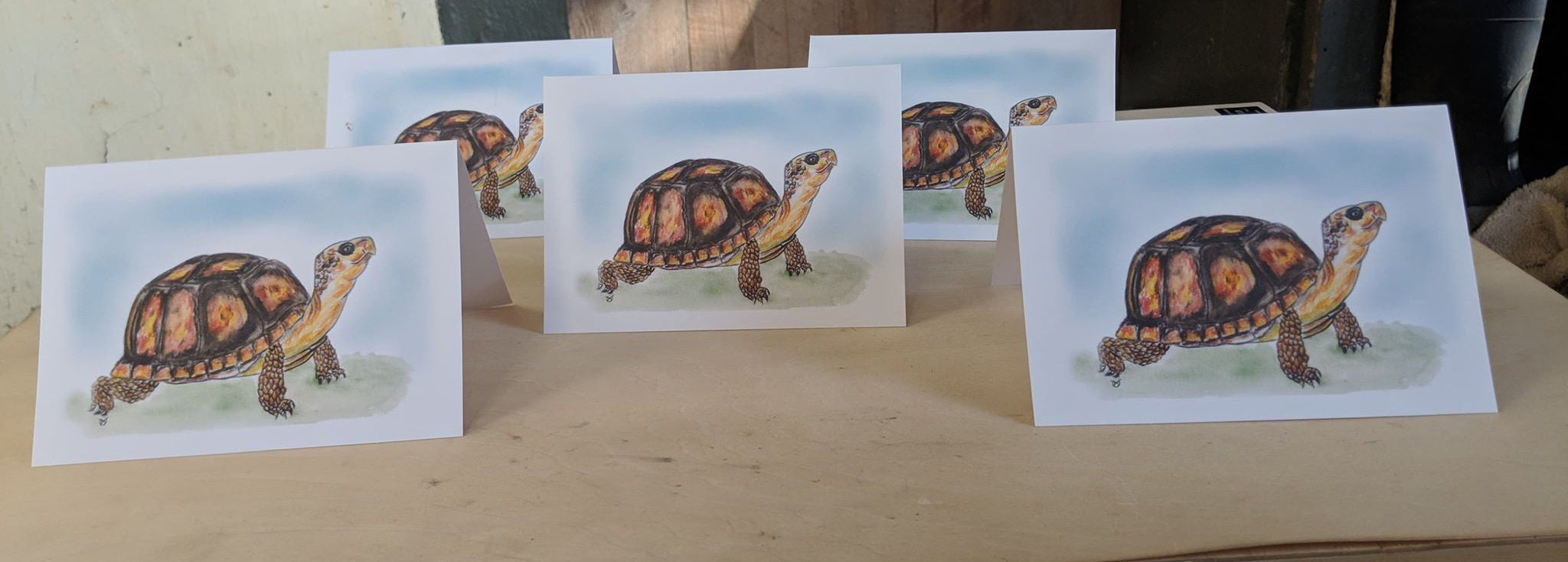 4x5.5 Box Turtle Note Cards. Prints From My Original Artwork Set of 10 ...