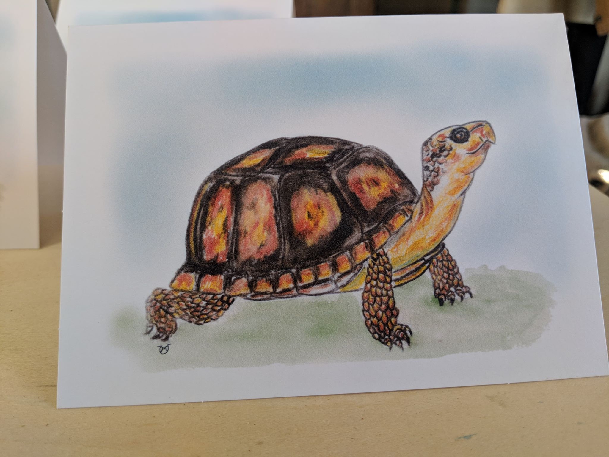 4x5.5 Box Turtle Note Cards. Prints From My Original Artwork Set of 10 ...