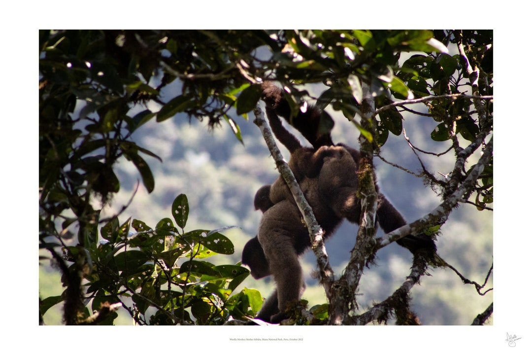 Woolly Monkey Mother & Baby, Manu National Park, Peru Wild Life, Monkey ...