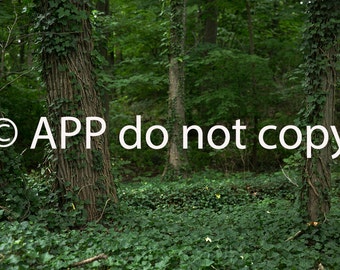 Roses and Ivy Digital Backdrop Background for Photoshop - Etsy