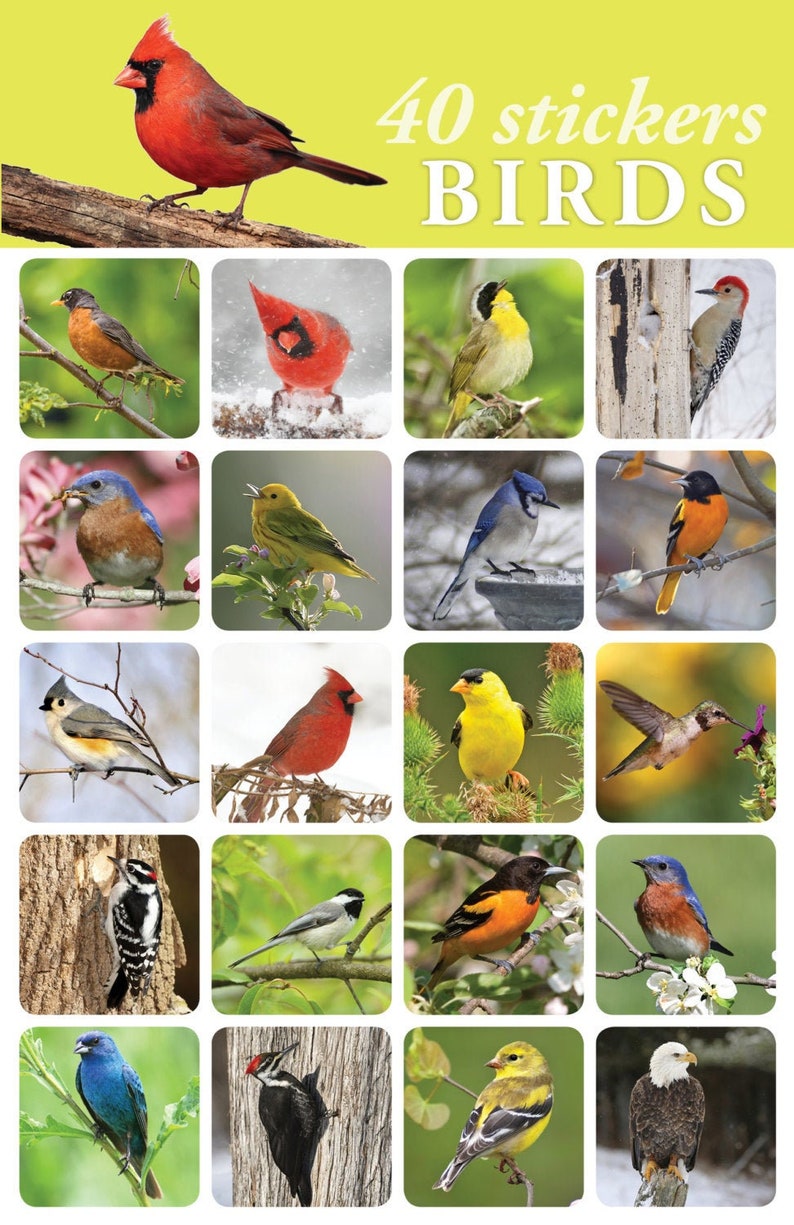 Bird Stickers - Etsy