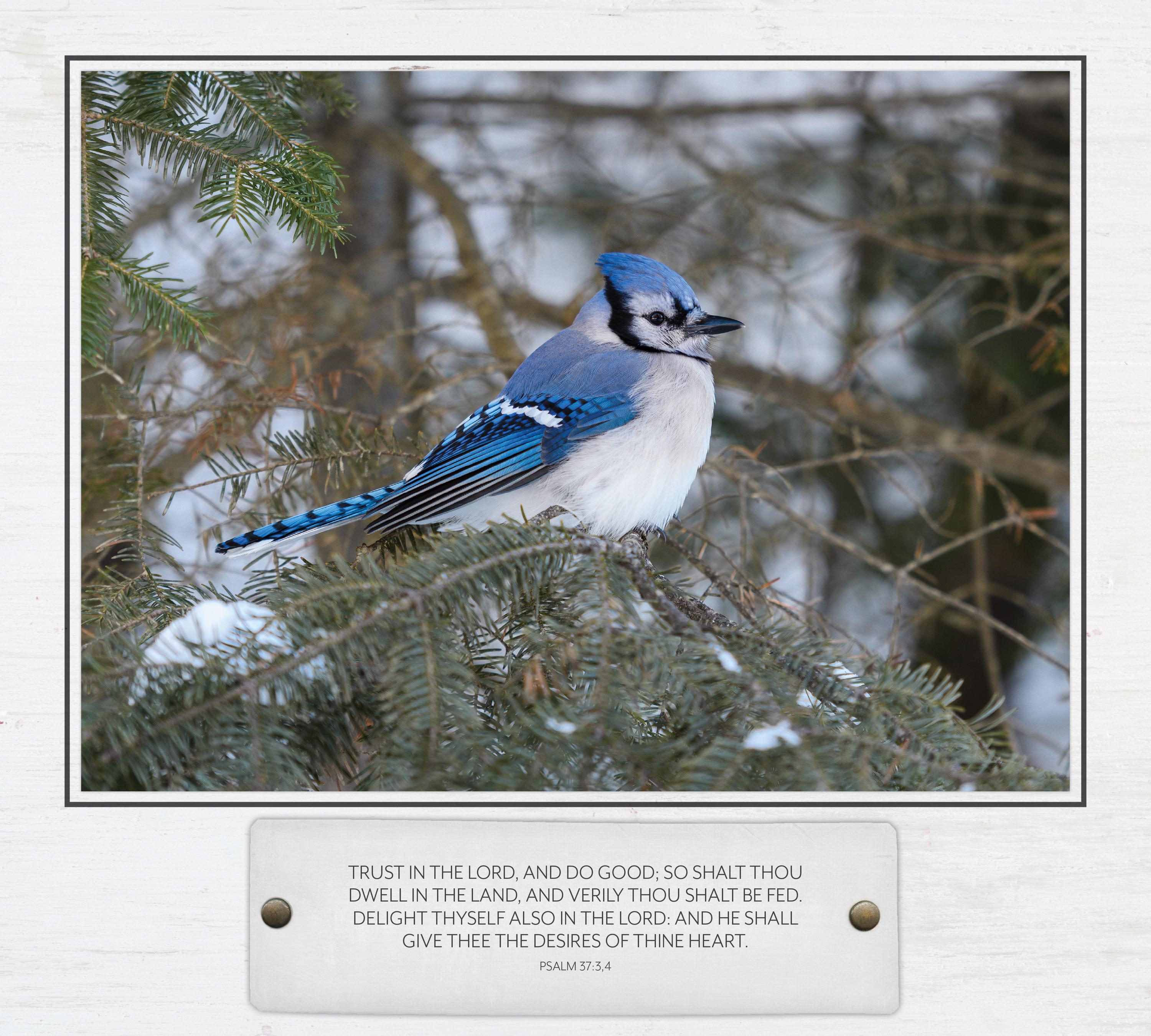 Simple Faith Backyard Birds Calendar 2026 #56104 - Etsy