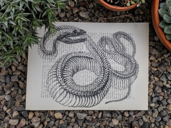 Vintage Snake Skeleton Prints Picture on 100 Year Old Paper - Etsy