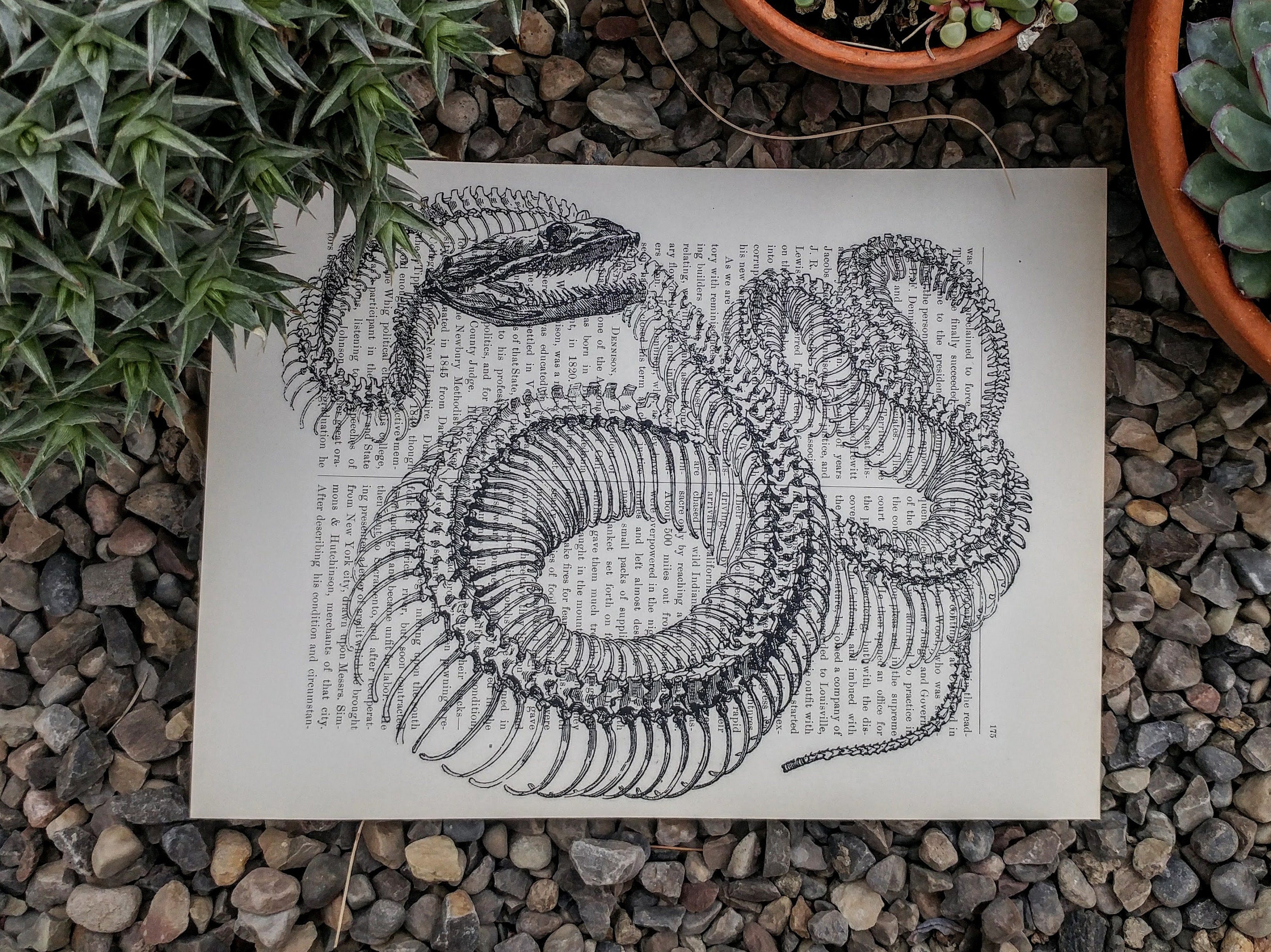 Vintage Snake Skeleton Prints Picture on 100 Year Old Paper Snake ...