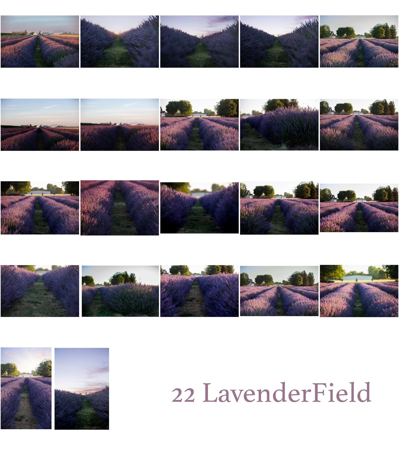 Lavender Background Photoshop Overlay Purple Field - Etsy