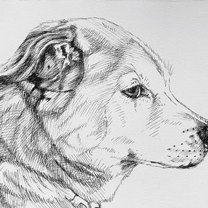 CUSTOM Original Pet Portrait Pen Drawings, Various Sizes! - Etsy