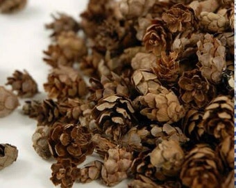 Hemlock pine cones | Etsy