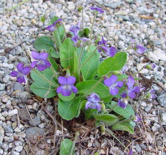 Viola sagittata arrowleaf violet 10 seeds | Etsy