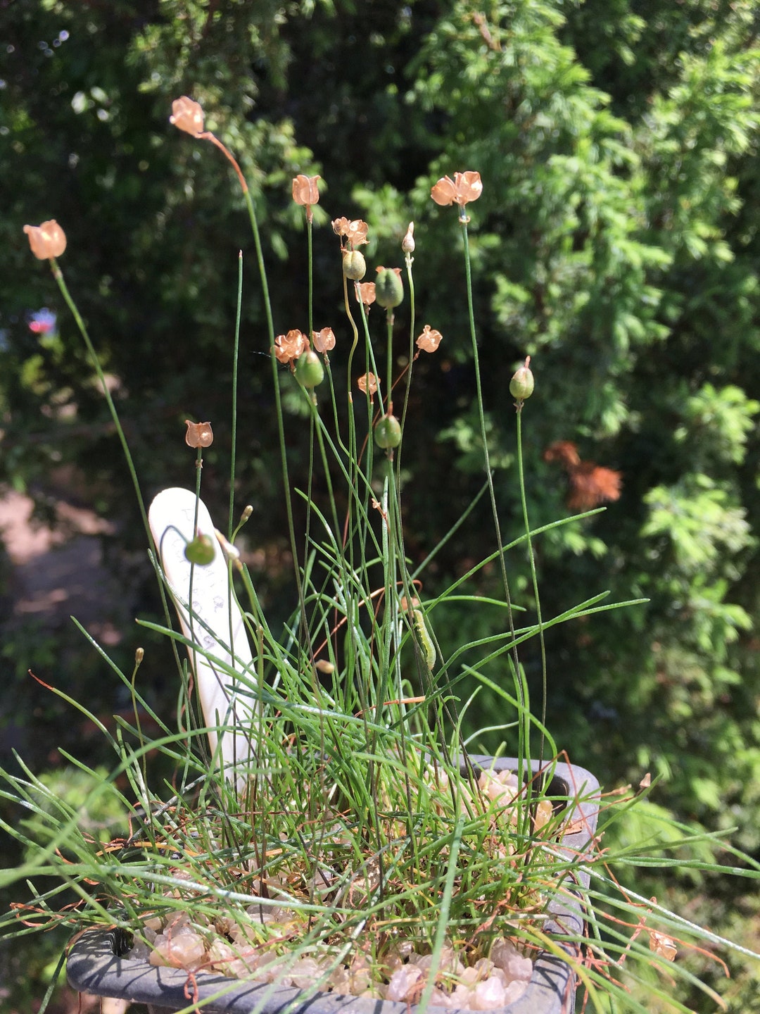 Drimia Uniflora Rare Dwarf Bulb Plant 5 Bulbs - Etsy Canada