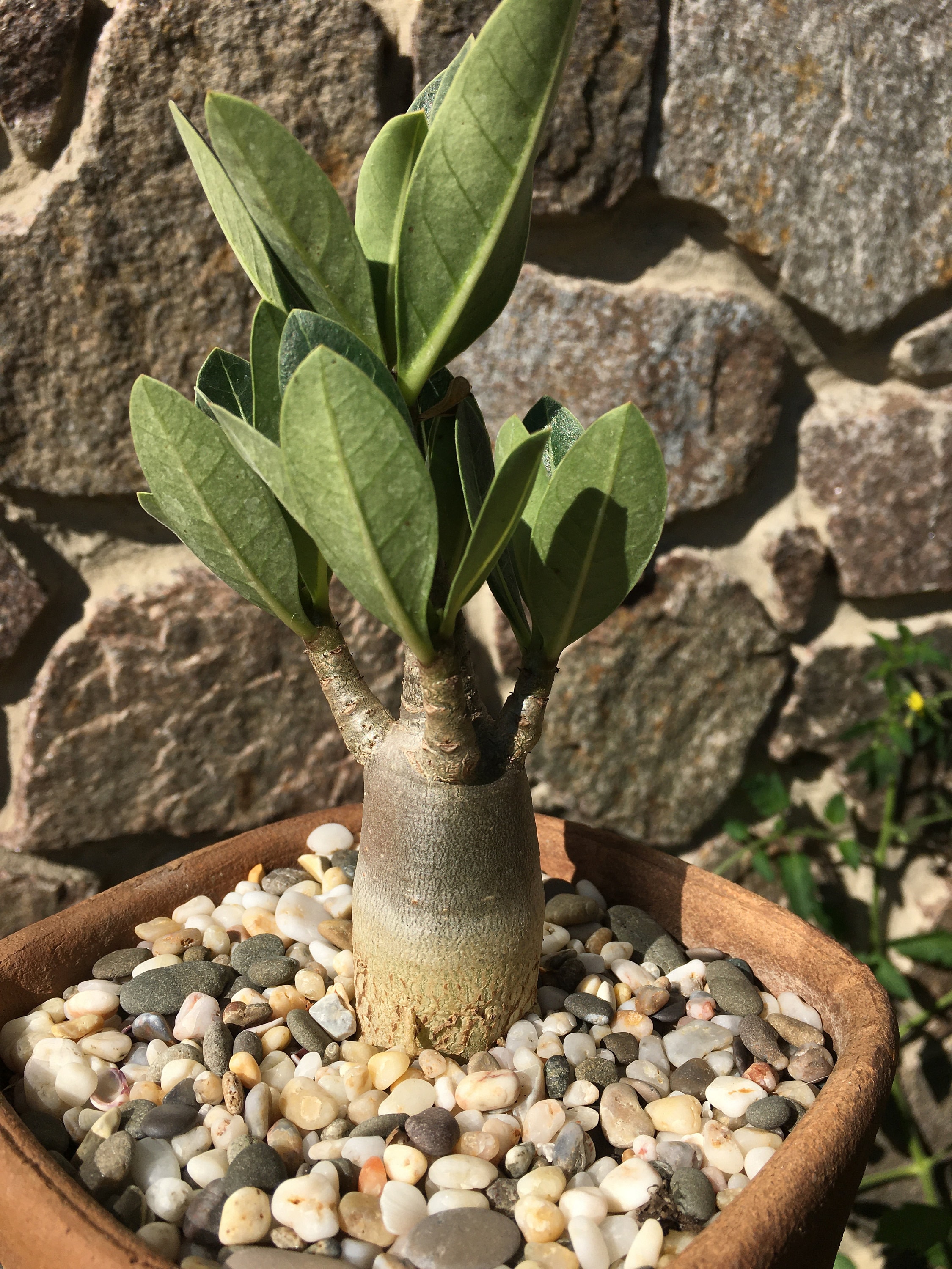 Adenium Arabicum plante succulente de grand caudex | Etsy