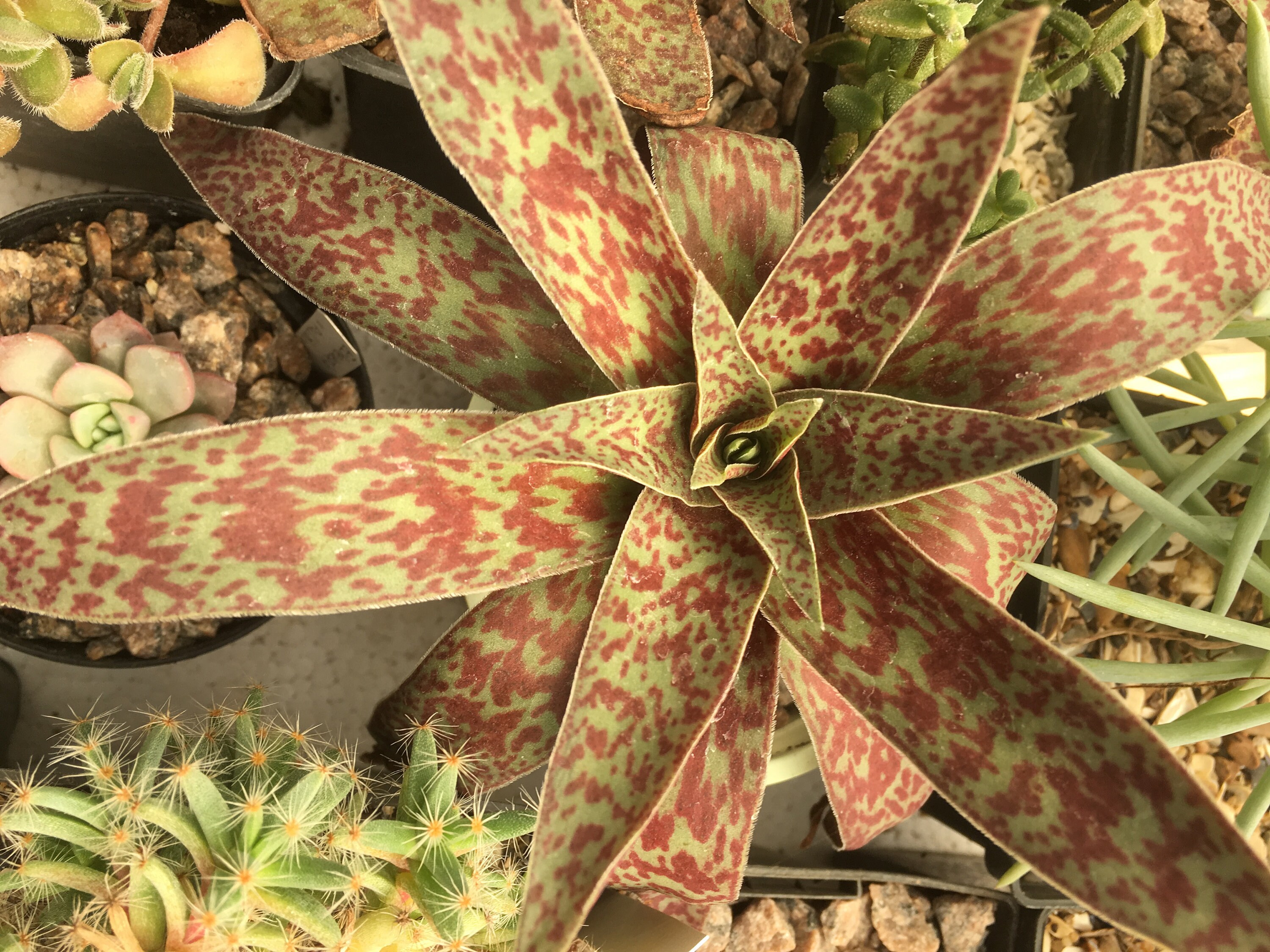 Crassula alba vive suculenta planta | Etsy