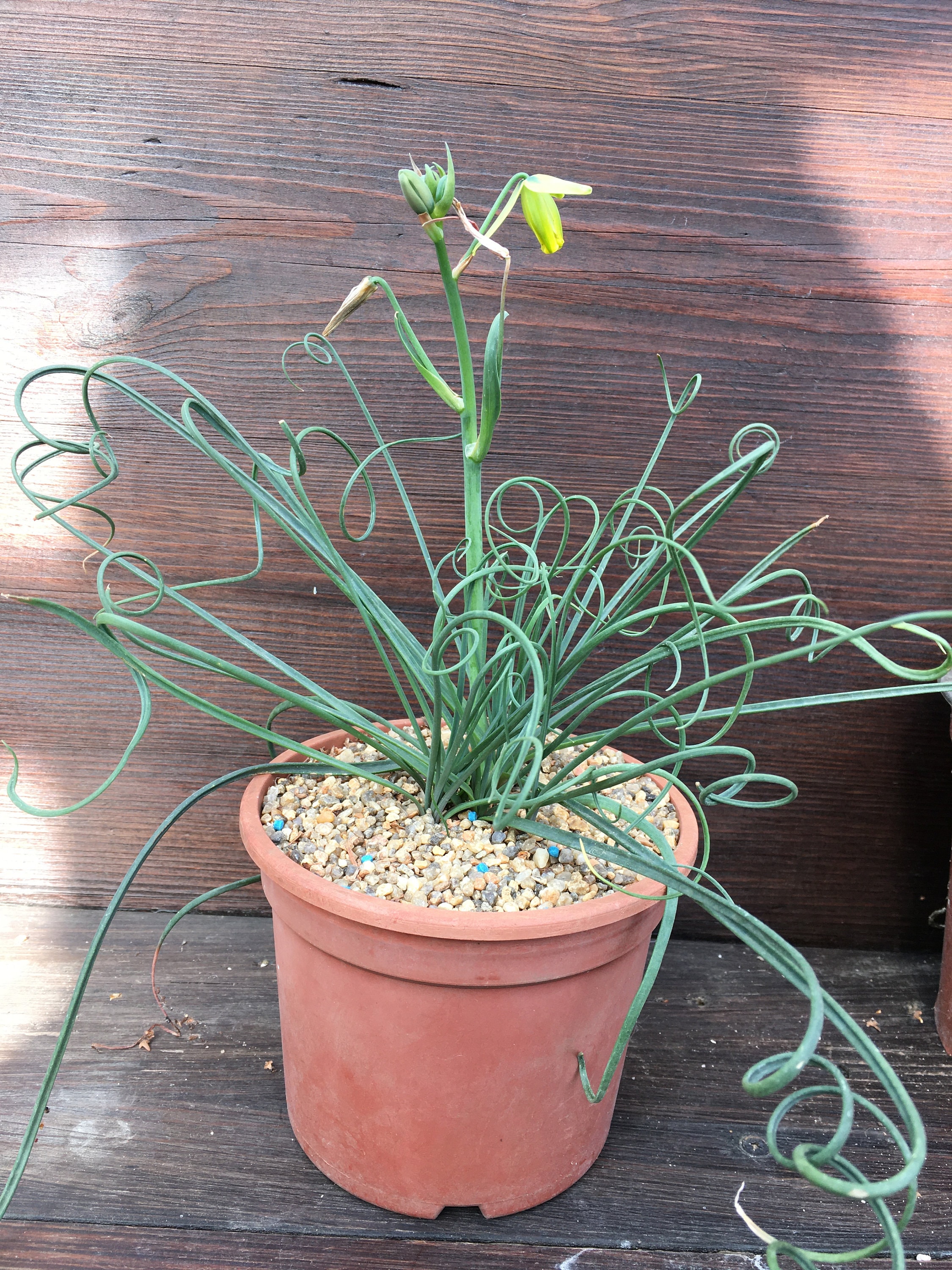 Albuca Spiralis Live Plant Bulb | Etsy Canada