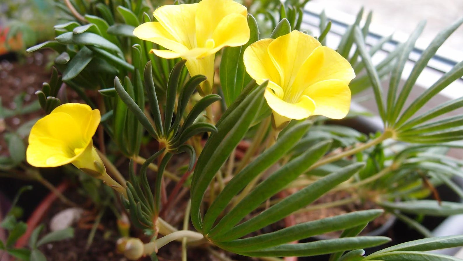 Oxalis flava 'Golden Cape' flowering size bulb | Etsy