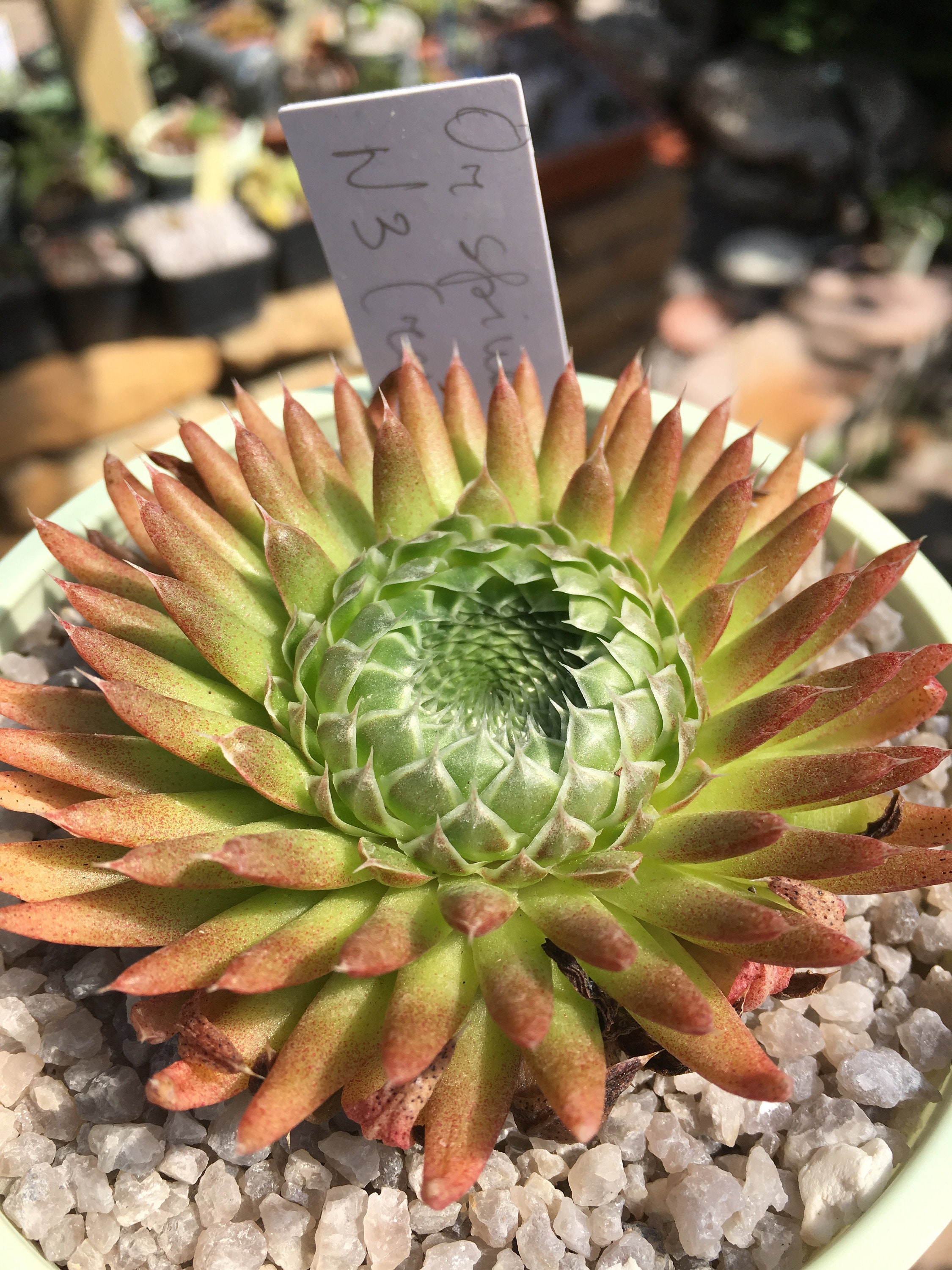 Orostachys Spinosa Extremely Rare Succulent Plant 10 Seeds Mix - Etsy ...