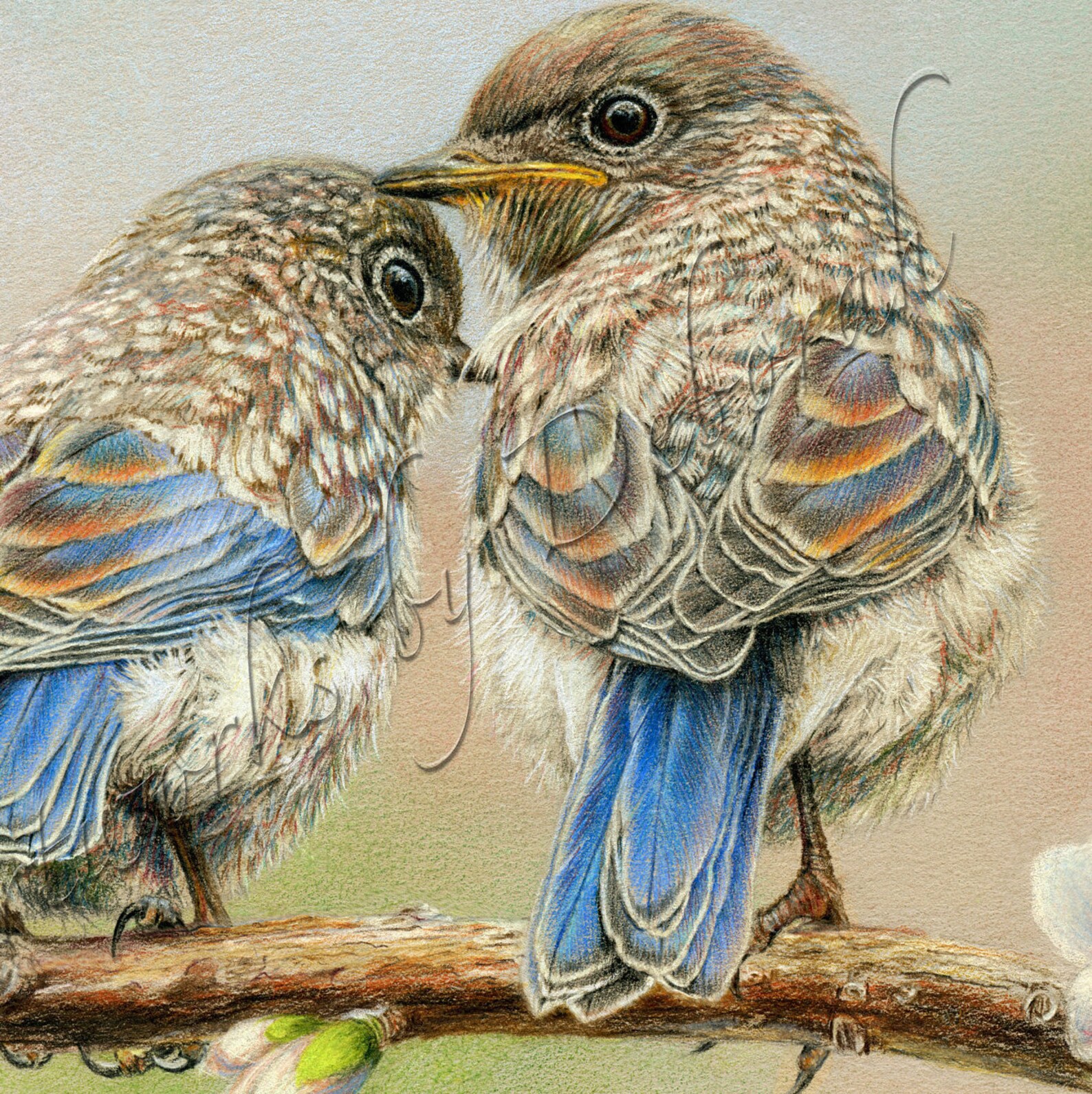 Bluebird Wall Art, Bluebird Prints, Bird Wall Art, Bird Prints, Colored ...