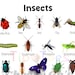 Insects, Homeschool Printable, Bugs Poster, Preschool, Classroom Decor ...