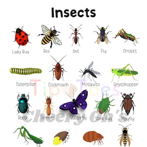 Insects Educational Poster Homeschool Bugs Poster (Download Now) - Etsy