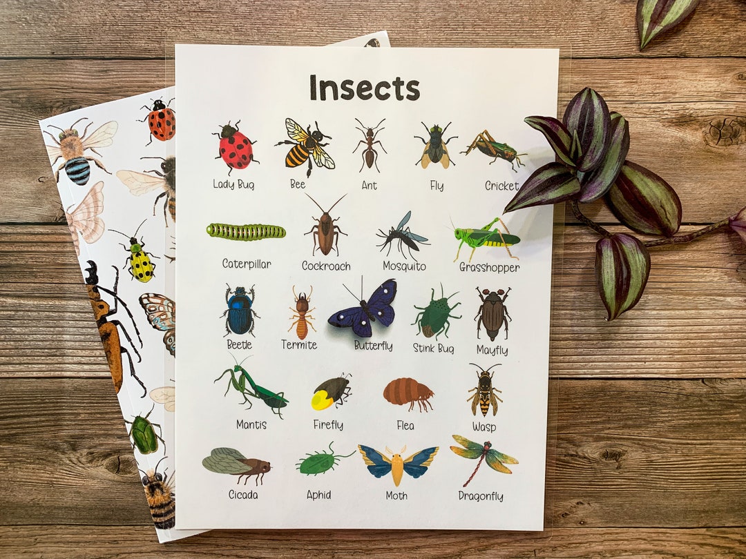 Insects, Homeschool Printable, Bugs Poster, Preschool, Classroom Decor ...