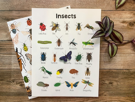 Insects Educational Poster Homeschool Bugs Poster | Etsy