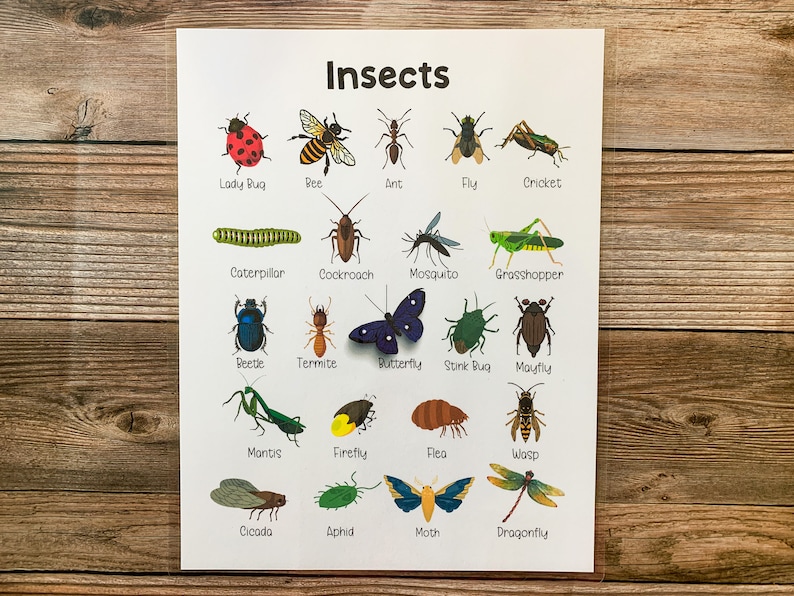 Insects, Homeschool Printable, Bugs Poster, Preschool, Classroom Decor ...