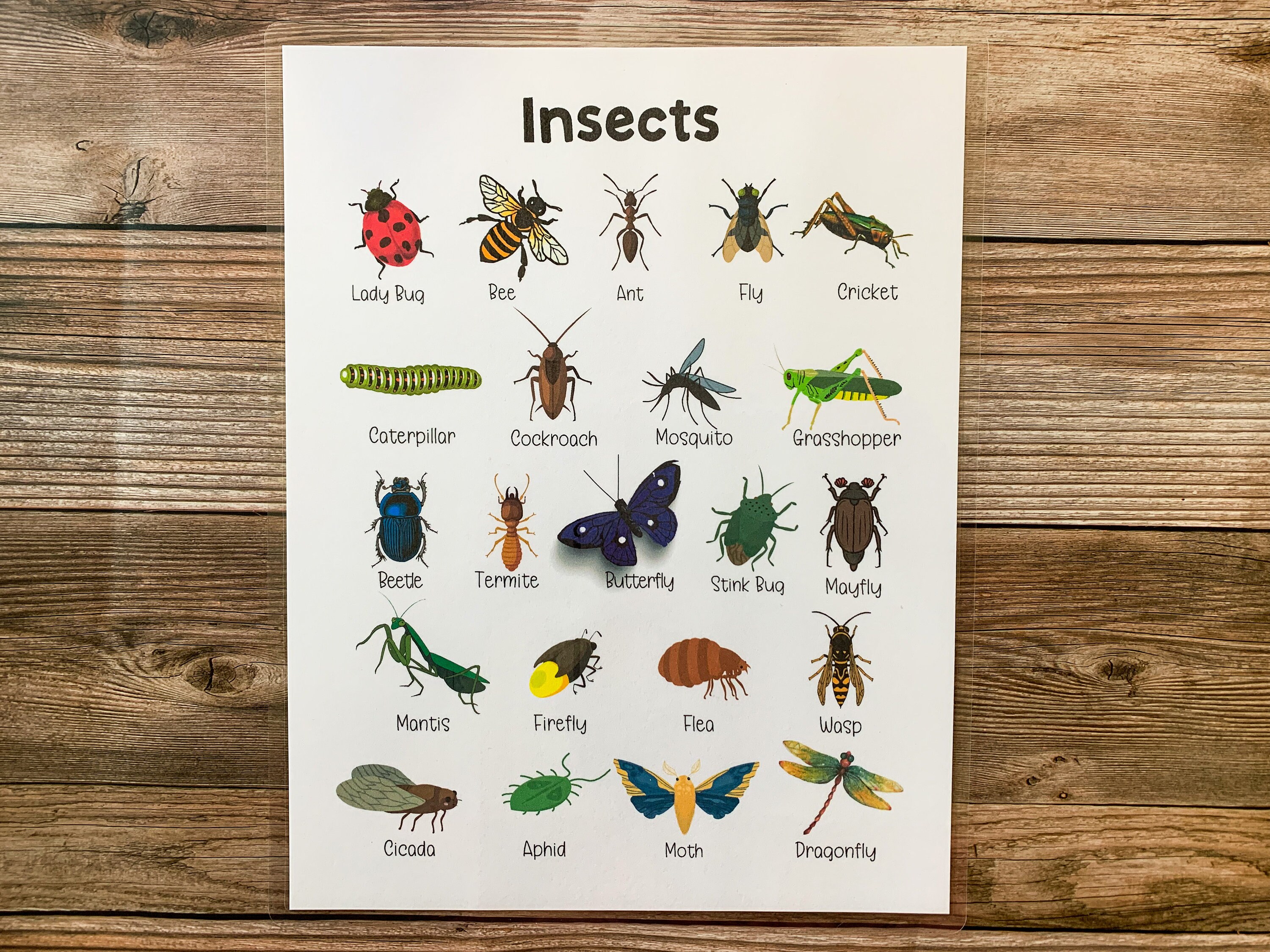 Cartel educativo de insectos, escuela en casa, cartel de insectos ...