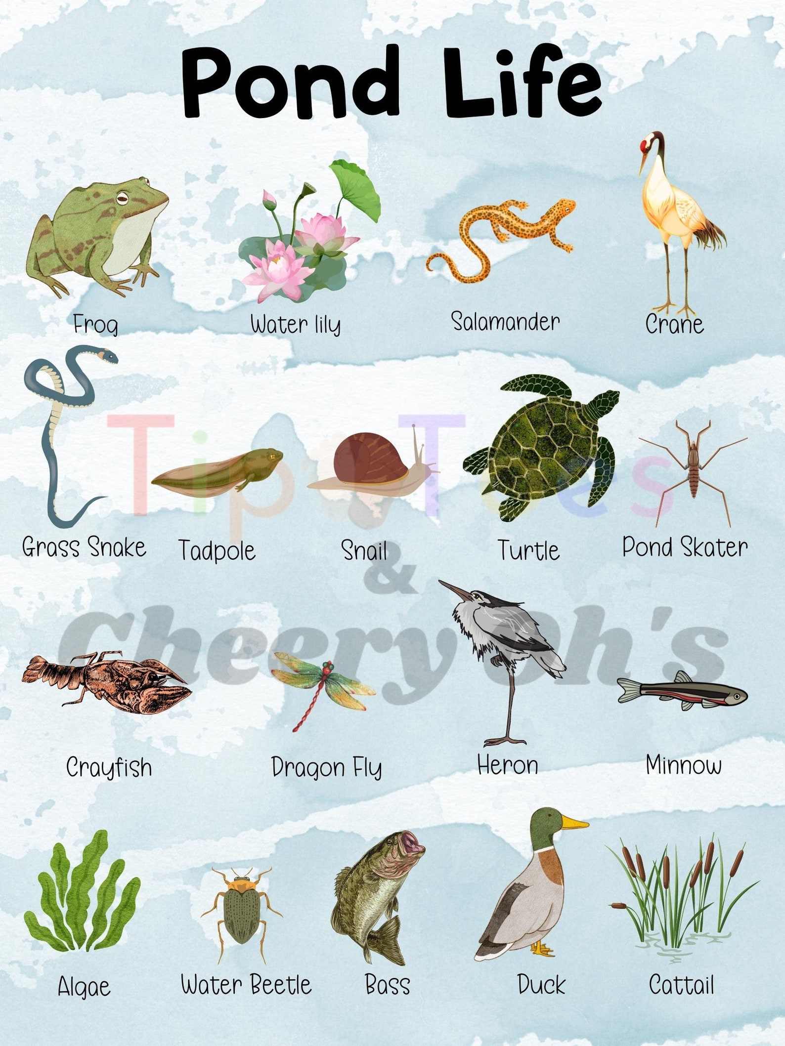 Pond Life Poster Pond Creatures Pond Animals Plants - Etsy