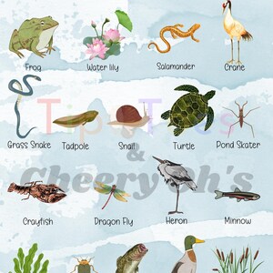 Pond Life Poster, Pond Creatures, Classroom Decor, Pond Animals, Plants ...