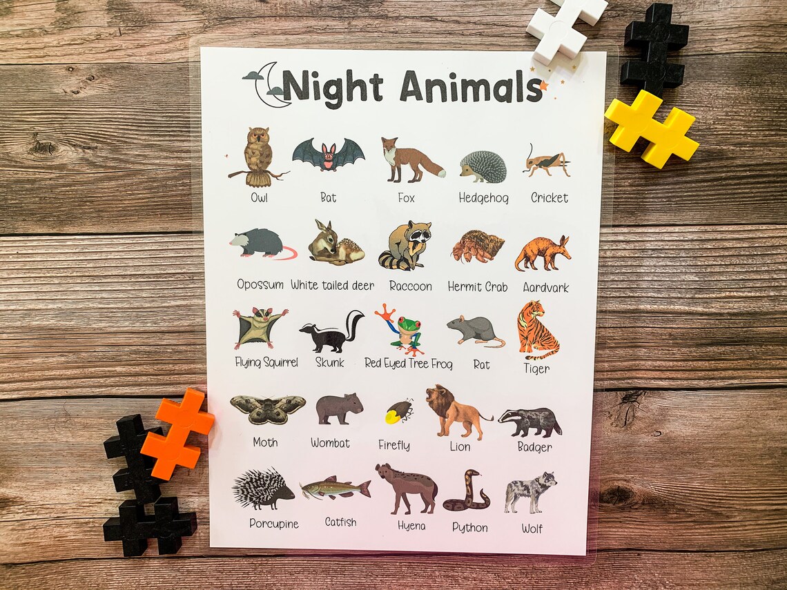Nocturnal Animal Poster Night Animals Science Homeschool | Etsy