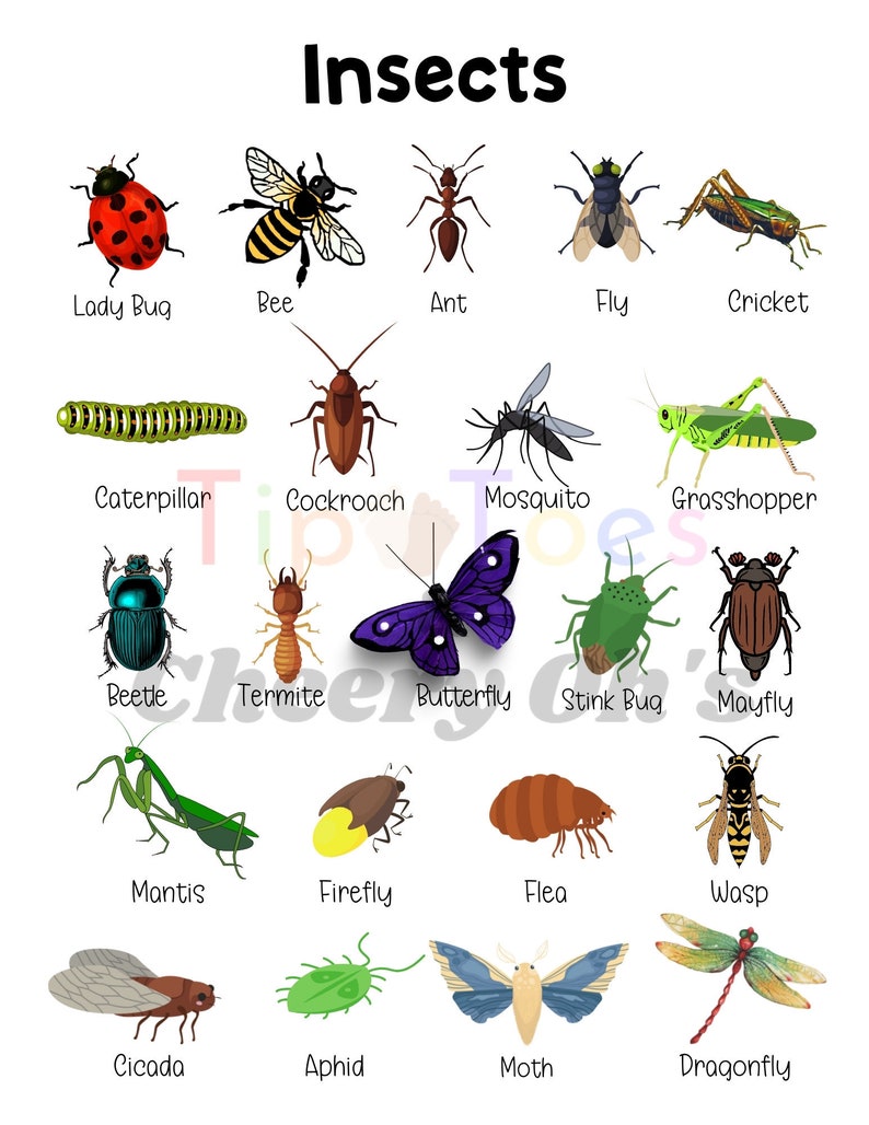 Insects Educational Poster Homeschool Bugs Poster - Etsy
