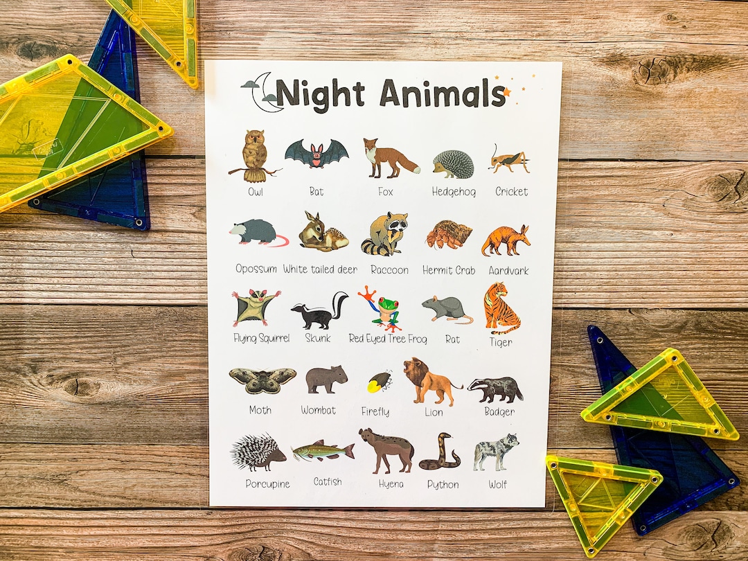 Nocturnal Animal Poster, Night Animals, Science, Homeschool Printable ...
