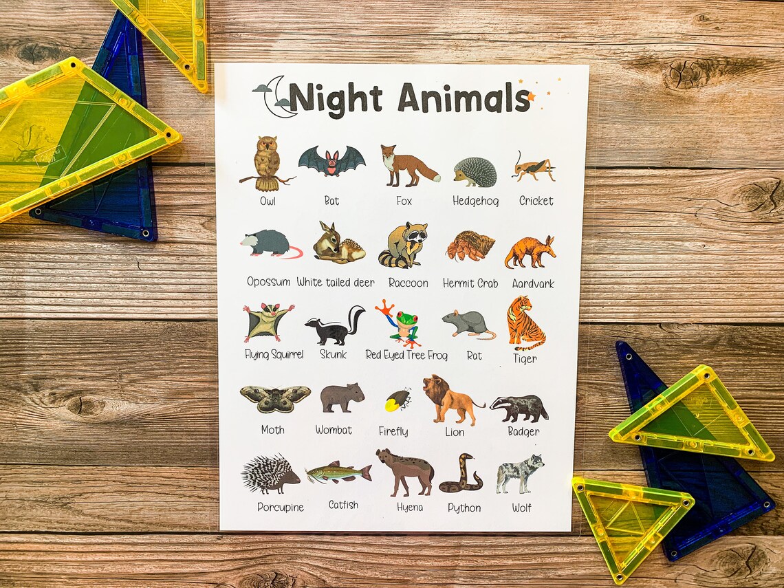 Nocturnal Animal Poster Night Animals Science Homeschool - Etsy