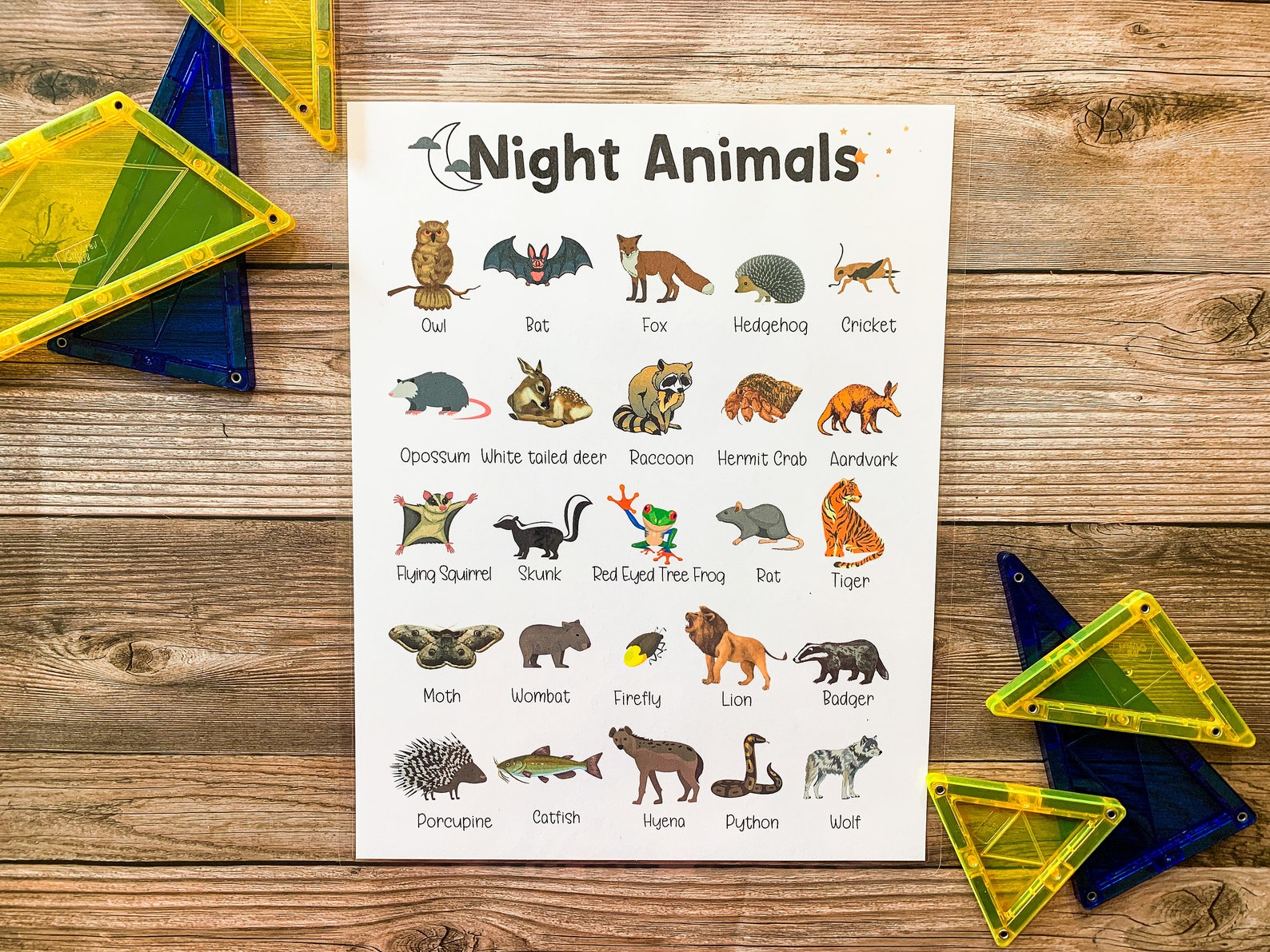 Nocturnal Animal Poster, Night Animals, Science, Homeschool Printable ...