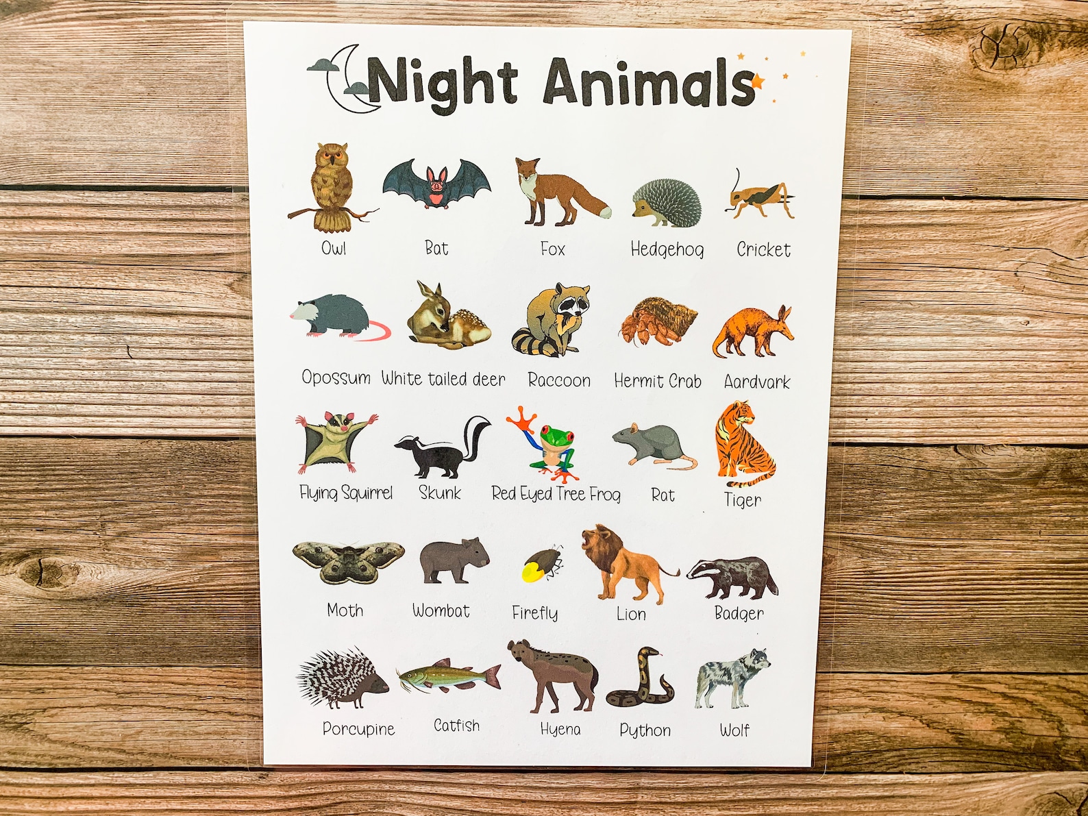 Nocturnal Animal Poster, Night Animals, Science, Homeschool Printable ...